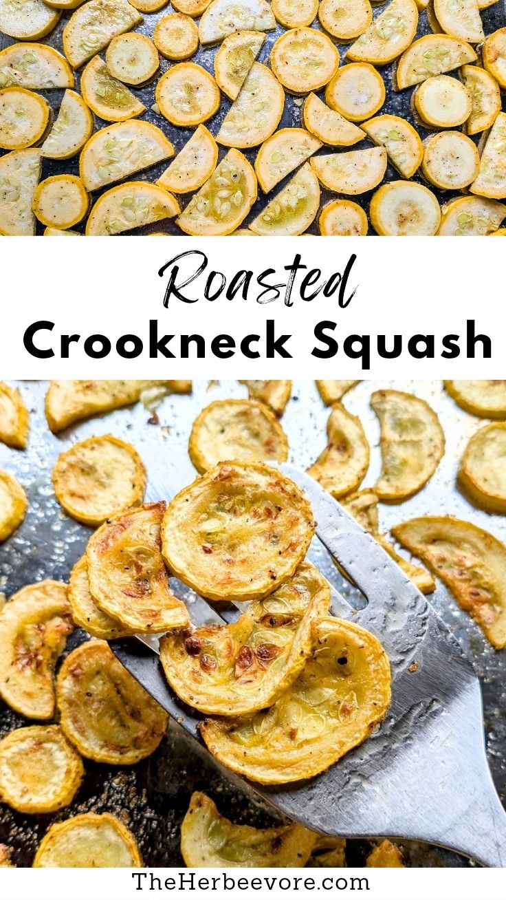 Roasted Crookneck Squash Recipe - The Herbeevore
